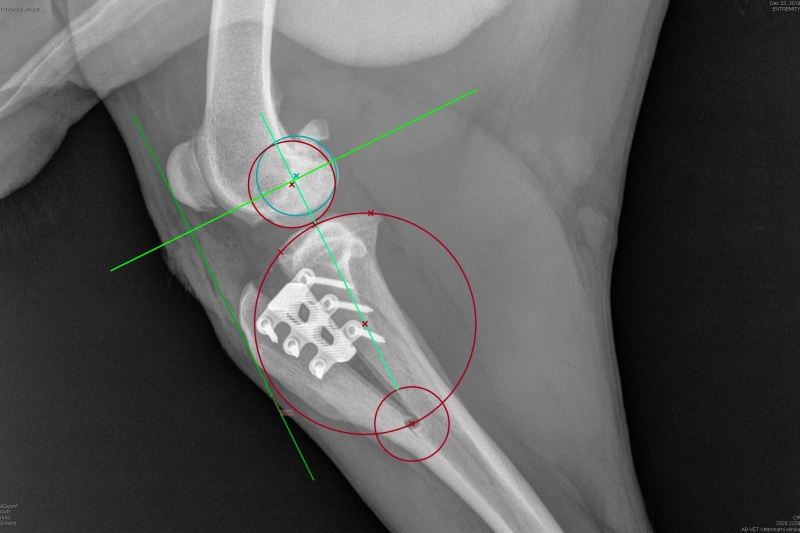 TPLO/TTA Rapid weterynarz, rehabilitacja zwierząt, klinika ...