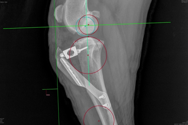 TPLO/TTA Rapid weterynarz, rehabilitacja zwierząt, klinika ...
