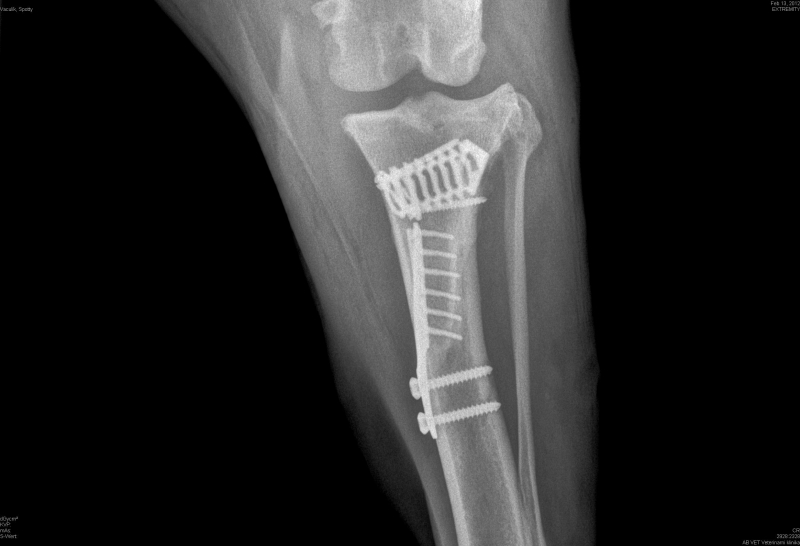 TPLO/TTA Rapid weterynarz, rehabilitacja zwierząt, klinika ...