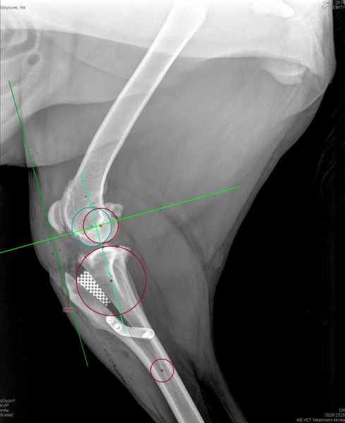 TPLO/TTA Rapid weterynarz, rehabilitacja zwierząt, klinika ...